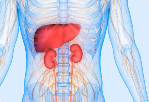 Leverproblemen: symptomen, oorzaken en preventie - Easly