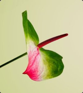 Soa-symptomen bij mannen: welke klacht wijst op welke soa? - Easly